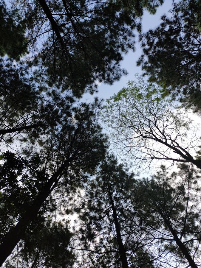 Panoramic Forest View with Tall Tree Stock Photo - Image of forest ...