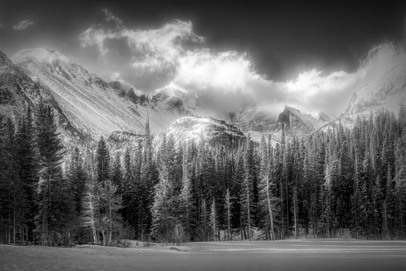 Panoramic Grayscale Shot of Alpine Tree Forest at the Base of Snow ...