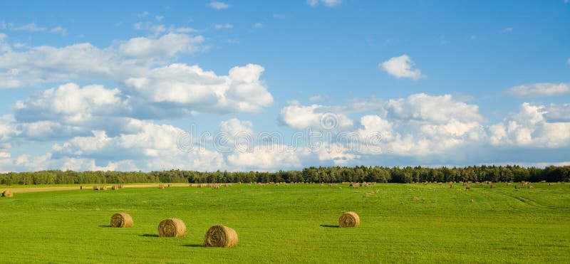 Panoramic green field stock image. Image of green, large - 4461195