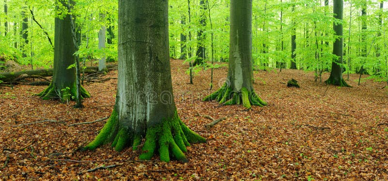 Panoramic Green Forest of Mighty Old Beech Trees in Spring Stock Image ...