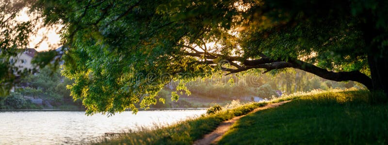 Panoramic High Resolution Image of Tree Branch and Path in the Evening ...