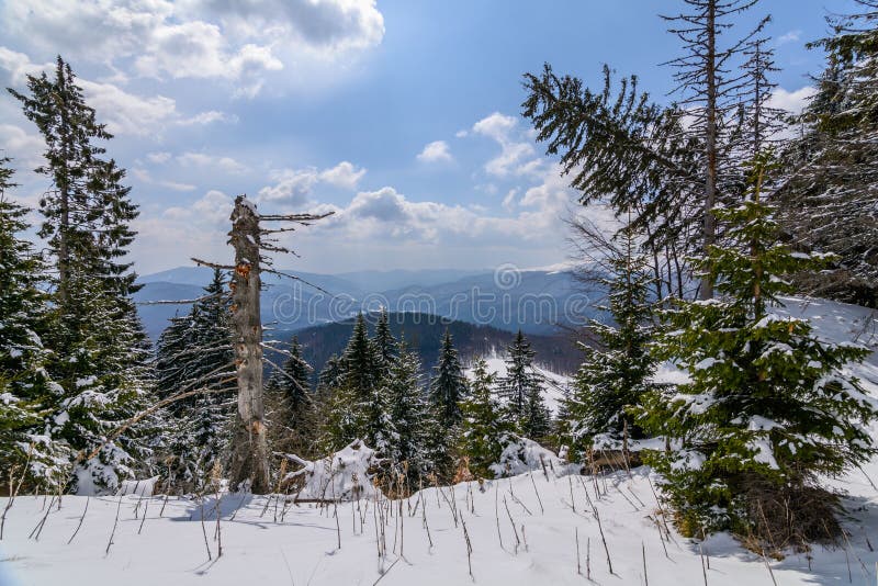 Panoramic Horizontal View with Snow Covered Trees. Landscape of Stock ...