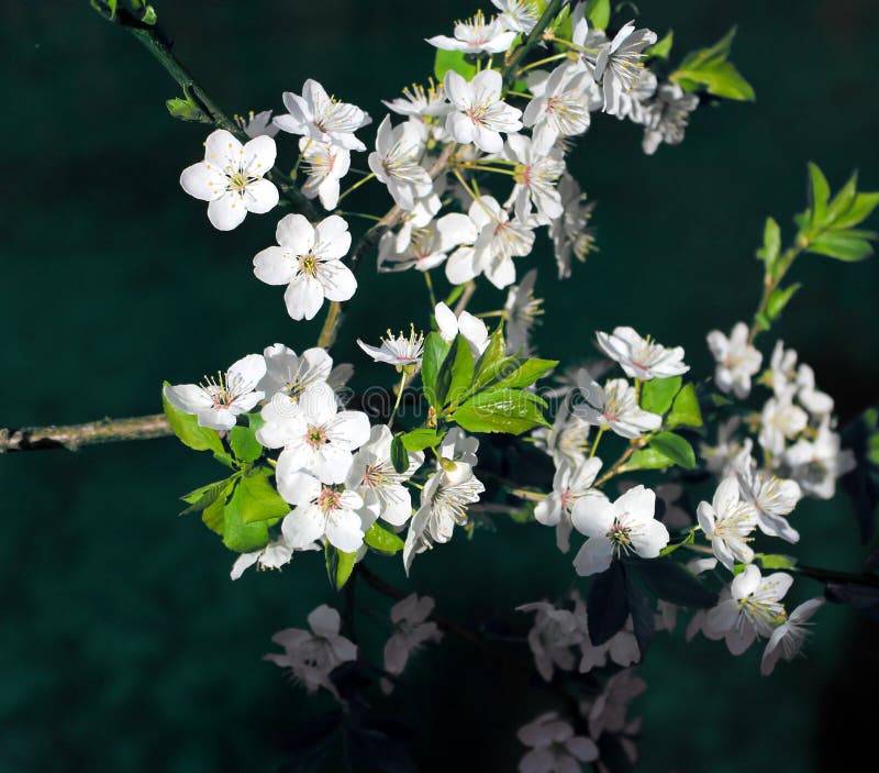 Panoramic Image of a Branch with White Flowers. Stock Photo - Image of ...