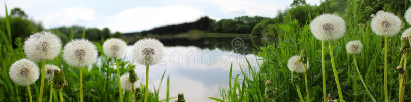 Panoramic Image of Dandelions on the River Stock Image - Image of ...