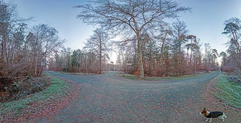 Panoramic Image of Dog on a Forest Path during the Day Stock Photo ...