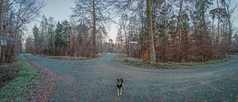 Panoramic Image of Dog on a Forest Path during the Day Stock Photo ...