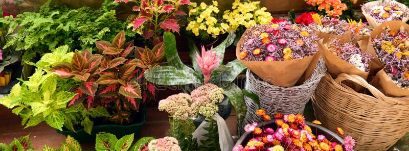 Panoramic Image of a Flower and Plant Stand Stock Photo - Image of ...