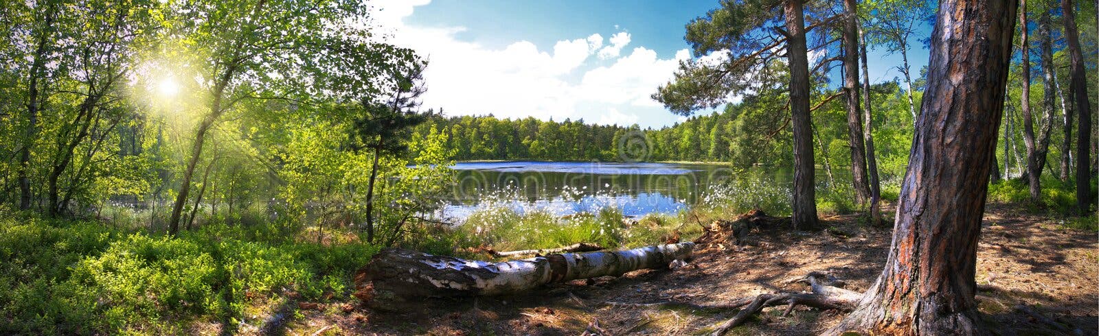 Forest panoramic stock image. Image of vegetation, panoramic - 3634717