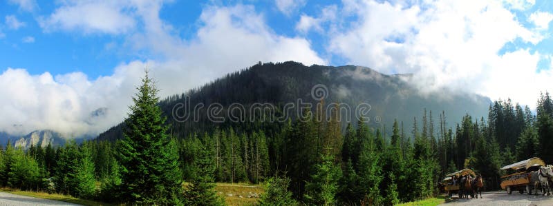 Panoramic Image of a Forest in the Mountains Stock Photo - Image of ...