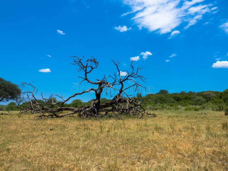 Old Tree Skeleton Desert Kalahari Namibia Stock Photos - Free & Royalty ...