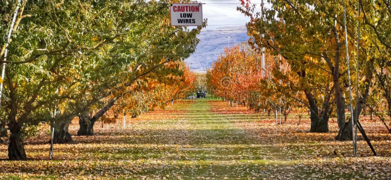 Panoramic Image of an Orchard with Yellow Autumn Trees Stock Image ...