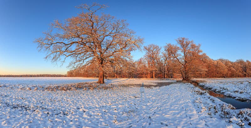 Panoramic Image Over Snowy Meadow with Trees Stock Image - Image of ...