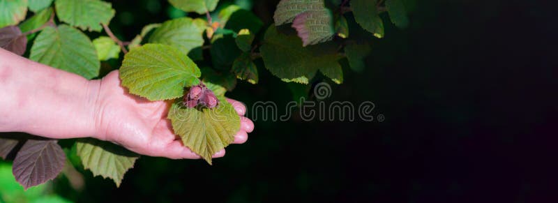 Panoramic Image.Raw Hazelnut in Old Woman Hand Palm Stock Photo - Image ...