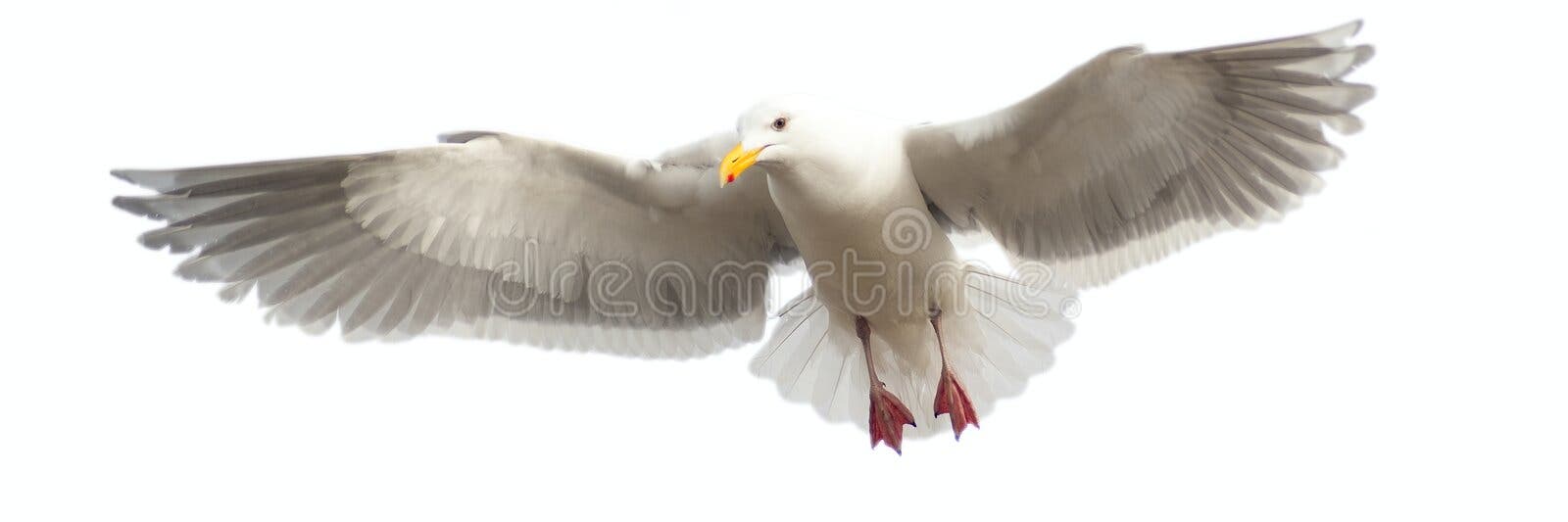 Flying Bird, Top View of Flight, WIngs, Stock Image - Image of winged ...