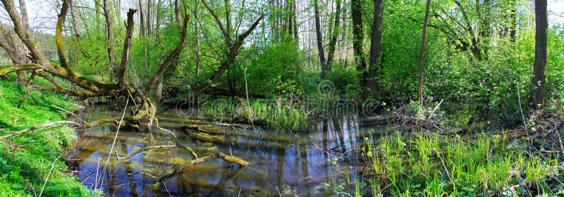Panoramic Image of the Swamp Stock Photo - Image of travel, river: 91657364