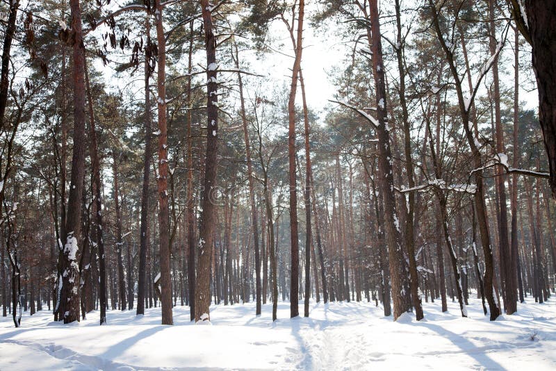 Peaceful Landscape of Sparse Forest on Snowy Morning Stock Image ...
