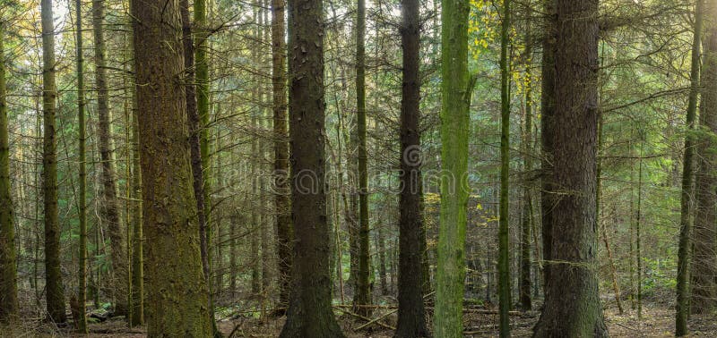 Twigs Interlocking Stock Photos - Free & Royalty-Free Stock Photos from ...