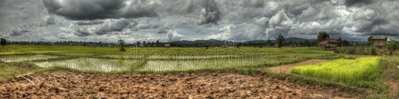 Panoramic Landscape Rice Field Stock Image - Image of agriculture ...