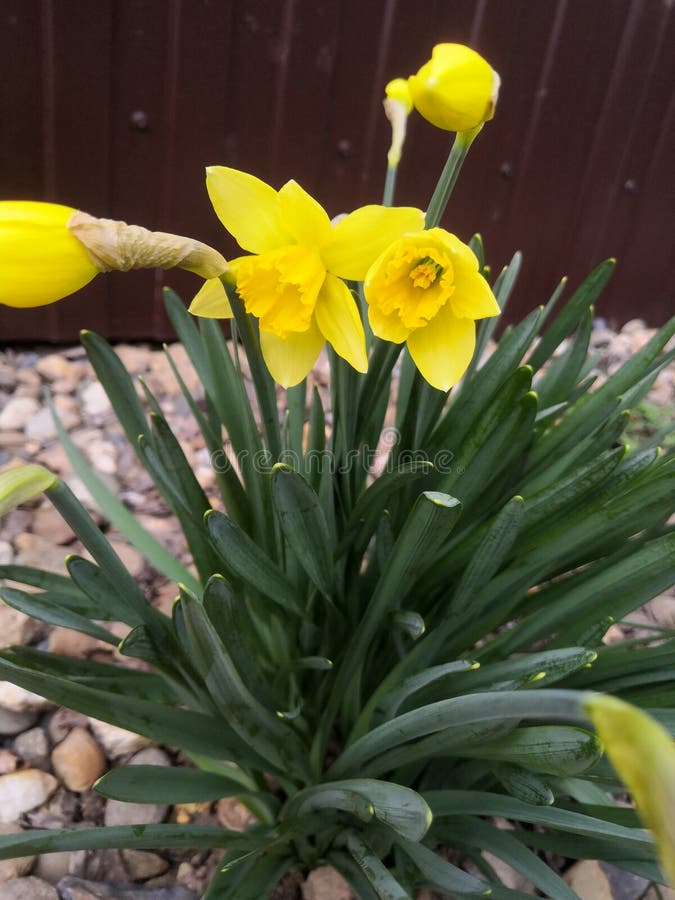 Panoramic Landscape with Yellow Spring Flowers. Top View Stock Photo ...