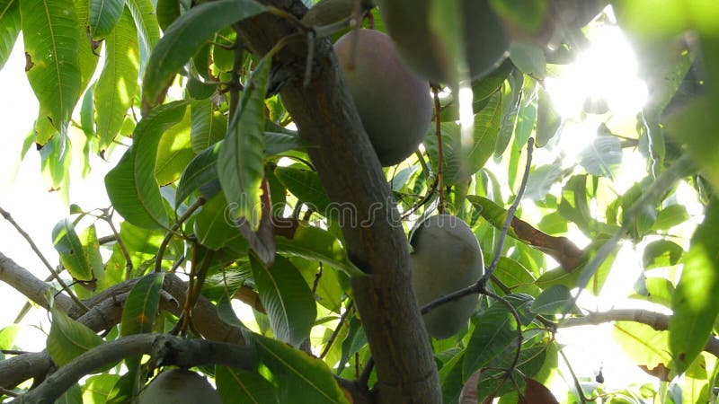 Mangoes Tropical Fruit Hanging of Peduncle at Branch of Tree Wit ...