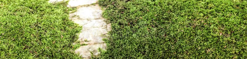 Panoramic of Moss on Quartz Stock Image - Image of crystal, panoramic ...