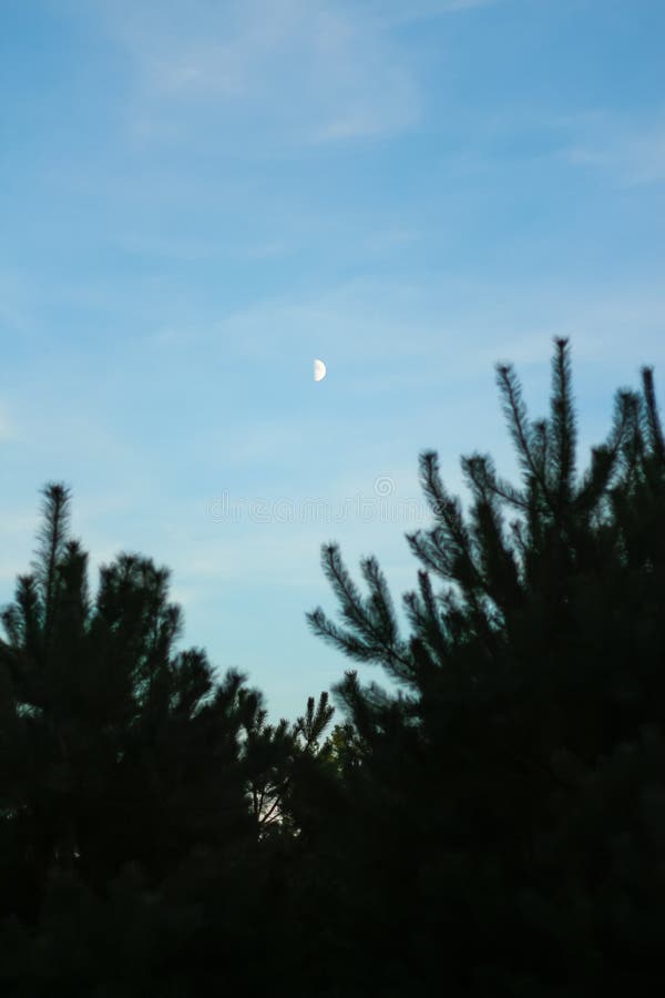 Panoramic Nighttime Landscape with Dark and Cold Tones. the Silh Stock ...