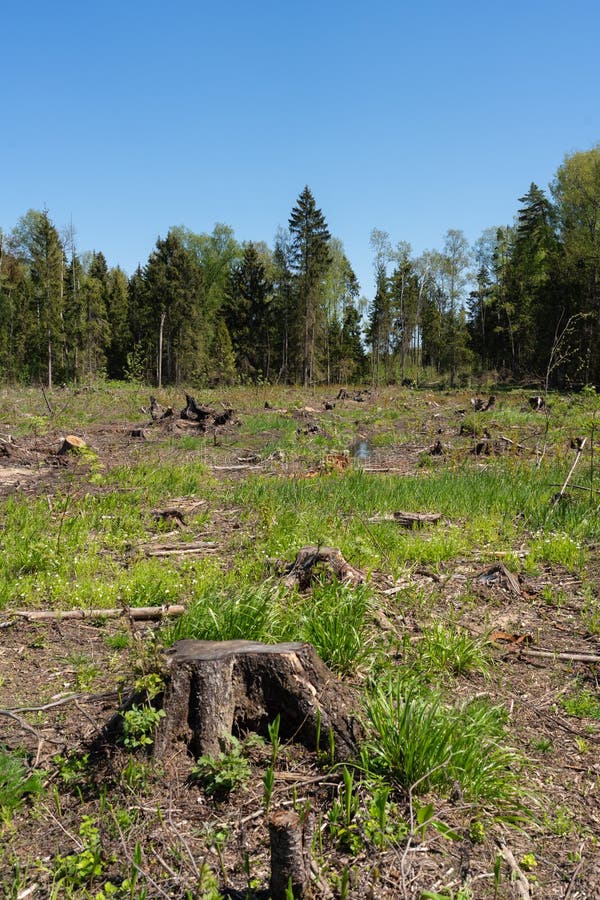 Panoramic Photo of a Large Clearing with a Cut-down Forest Against a ...