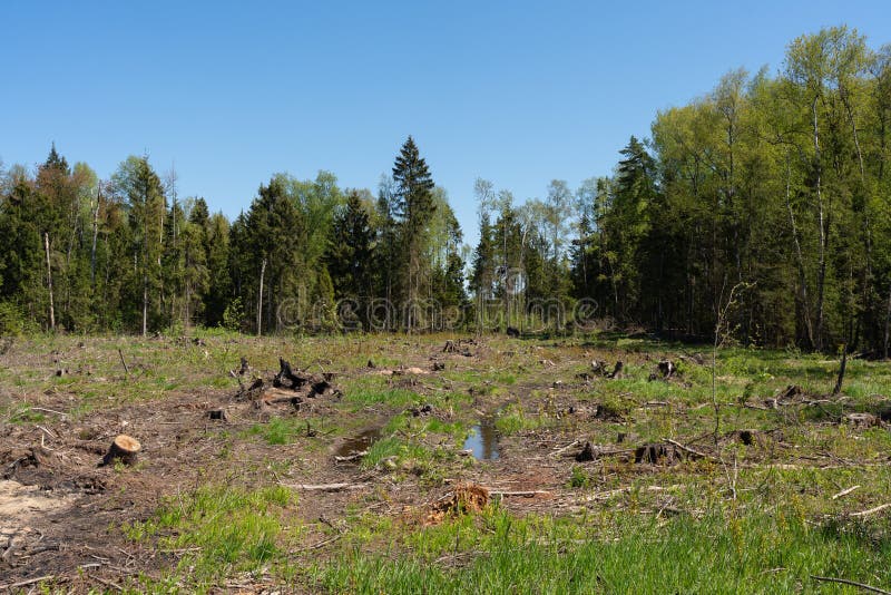 Panoramic Photo of a Large Clearing with a Cut-down Forest Against a ...