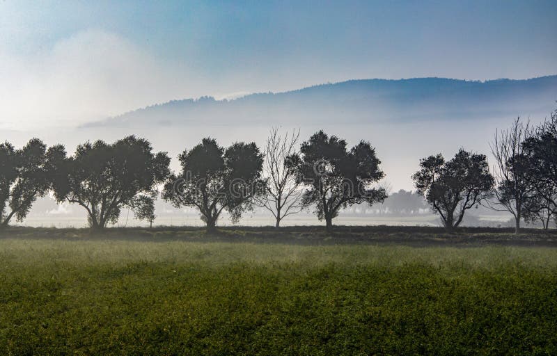 A Photo of a Scenery that Captures Trees Lined Up Side by Side. Stock ...