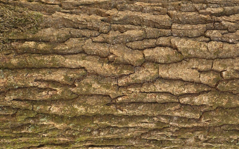 Panoramic Photo of the Oak Texture with Moss. Stock Photo - Image of ...