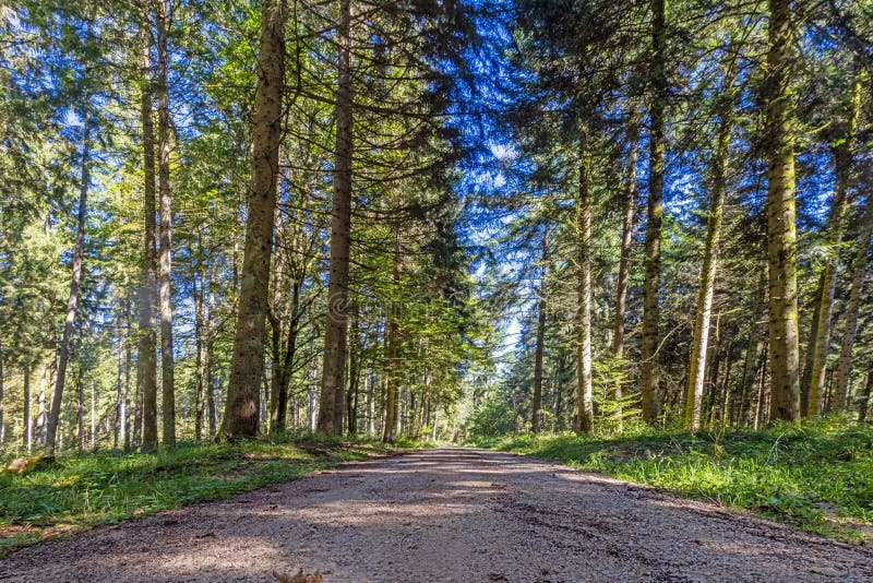 Panoramic Picture Along a Forest Path through a Dense Green Forest ...