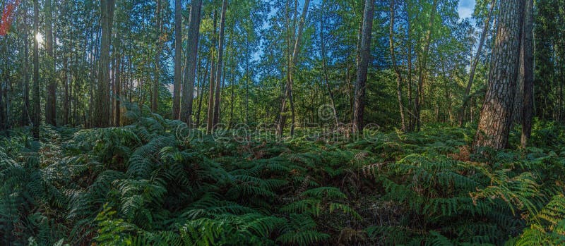 Panoramic Picture into a Dense Deciduous Forest with Ferns on the ...