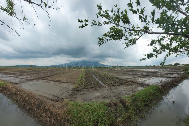 Panoramic Rice Field Views stock photo. Image of road - 265740796