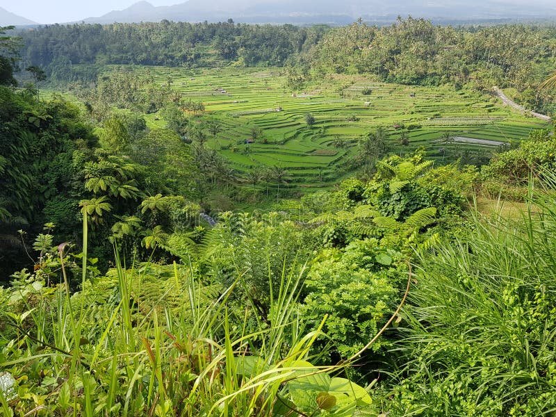 Rice terraces view stock image. Image of terraces, view - 129088843
