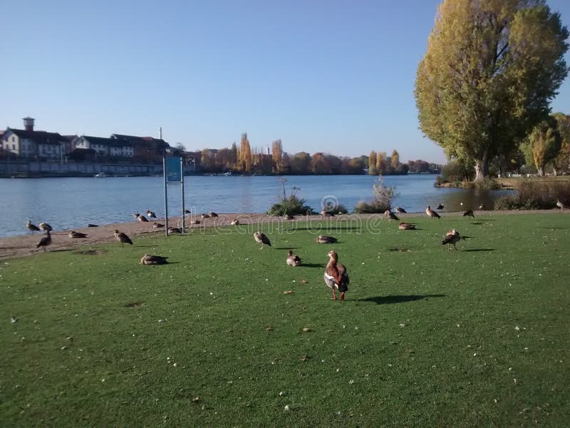 A Panoramic View of a German River Stock Image - Image of ducks, city ...