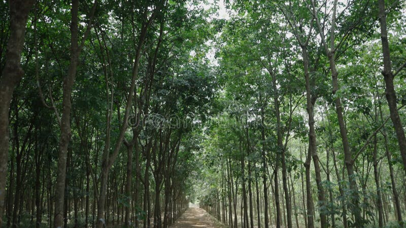 Panoramic of a Rubber Tree Forest with the Road Full of Garbage in ...