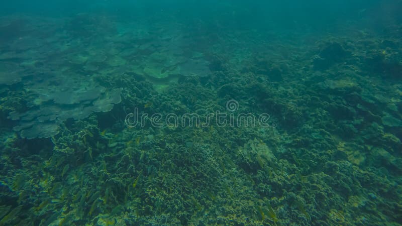 Panoramic Scene Under Water and Blue Background Stock Image - Image of ...