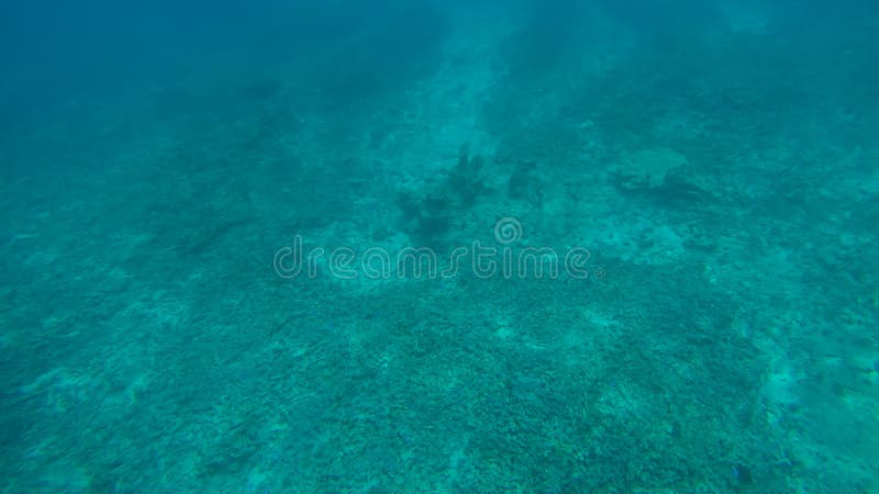 Panoramic Scene Under Water and Blue Background Stock Image - Image of ...