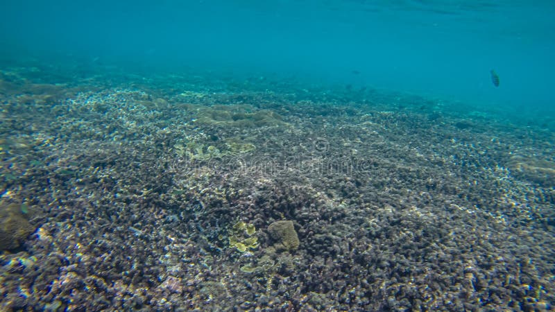 Panoramic Scene Under Water and Blue Background Stock Photo - Image of ...