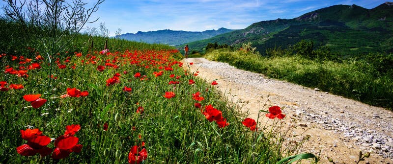 Panoramic Scenery of a Path between Common Poppy Fields with Mountains ...