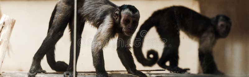 Panoramic Shot of Adorable Monkeys in Stock Photo - Image of animals ...