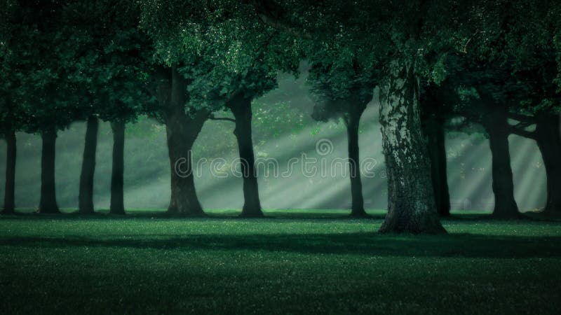 Panoramic Shot of Beautiful Trees and Sunbeams Stock Image - Image of ...