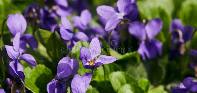 Panoramic Shot of Blooming Violets with Stock Image - Image of violets ...