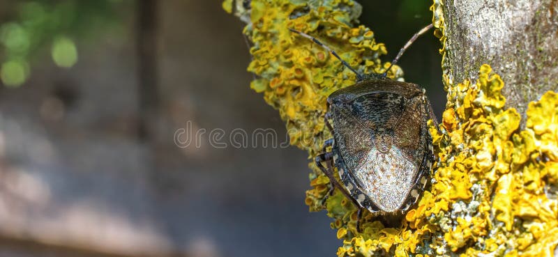 Panoramic Shot of a Brown Marmorated Stink Bug on a Tree Stock Image ...