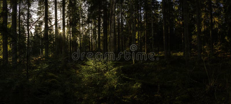 Dramatic forest stock image. Image of plant, light, foreground - 264064673