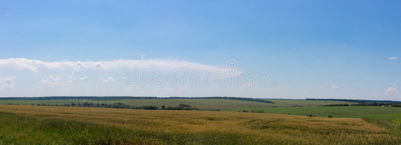 Panoramic Shot of a Field with Wheat. Farm Activities Stock Photo ...