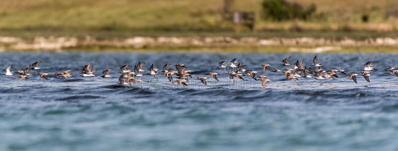 Panoramic Shot of a a Flock of Dunlin Birds Flying Against the Lake in ...
