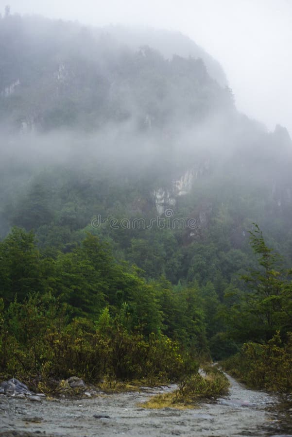 Panoramic Shot of Flowing Water on a River on a Foggy Forest Stock ...