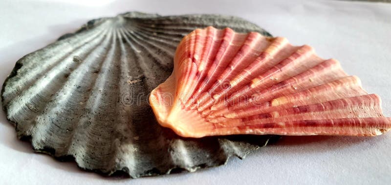 Panoramic Shot of Gray and Orange Shells on Top of Each Other on a ...