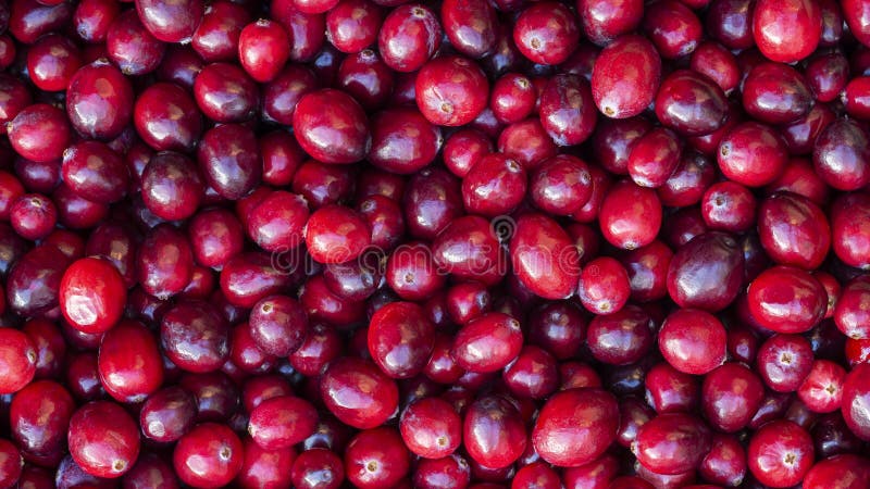 Panoramic Shot of Large-fruited Cranberries for Background, Cover, or ...